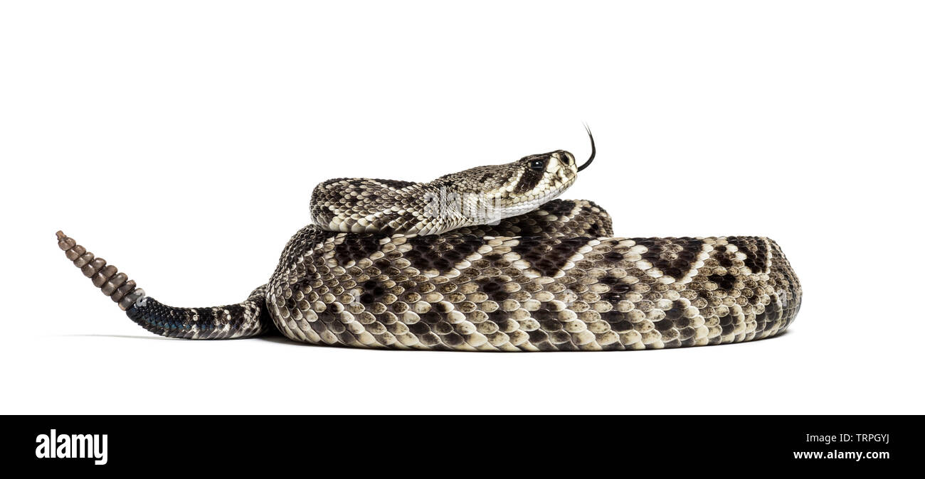 Crotalus atrox, western diamondback rattlesnake or Texas diamond-back ...