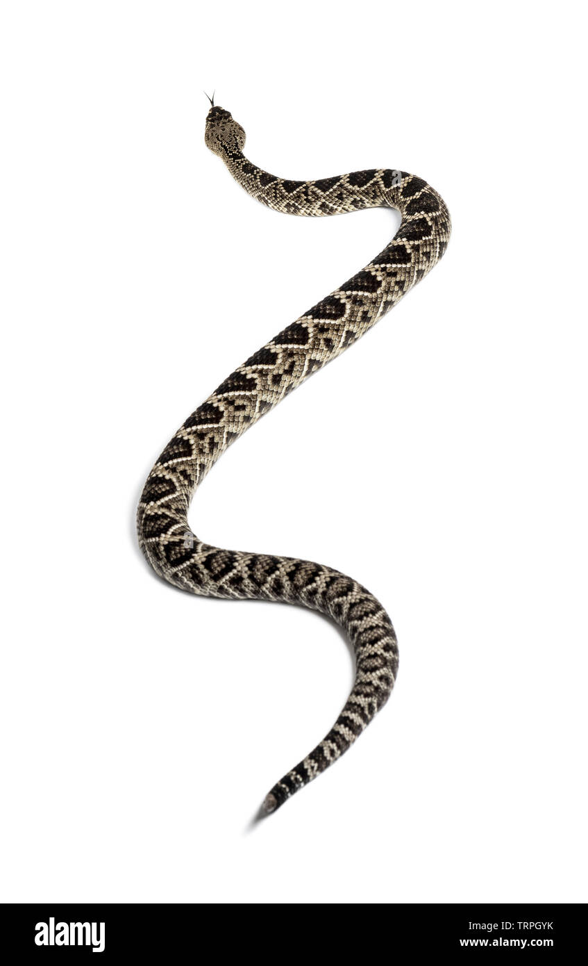 Crotalus atrox, western diamondback rattlesnake or Texas diamond-back ...