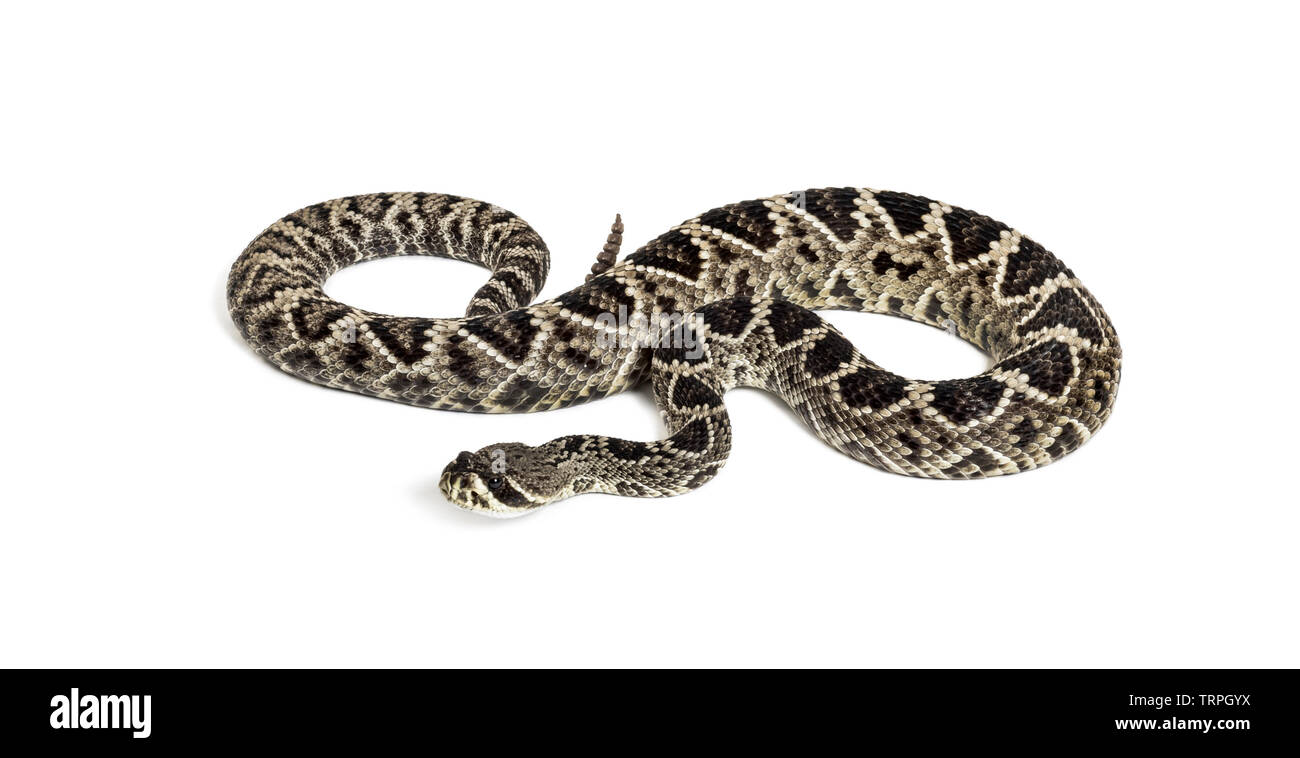 Crotalus atrox, western diamondback rattlesnake or Texas diamond-back ...