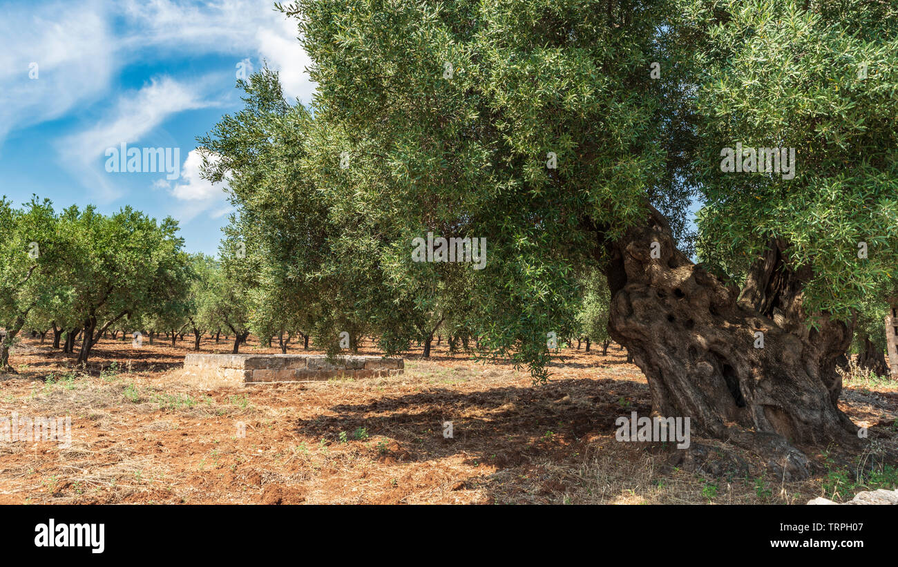 Vigorous and secular olive trees Stock Photo - Alamy
