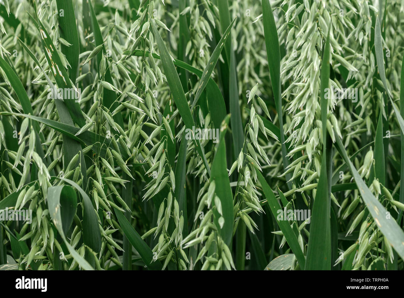 Oat cultivation hi-res stock photography and images - Alamy