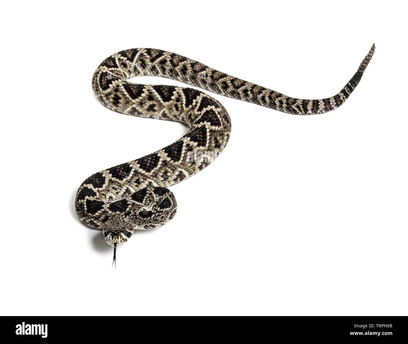 Diamondback rattlesnake Cut Out Stock Images & Pictures - Alamy