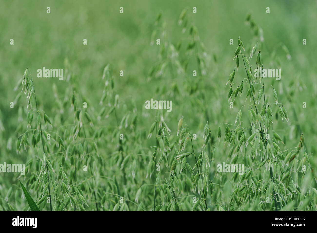 Oat panicle hi-res stock photography and images - Alamy
