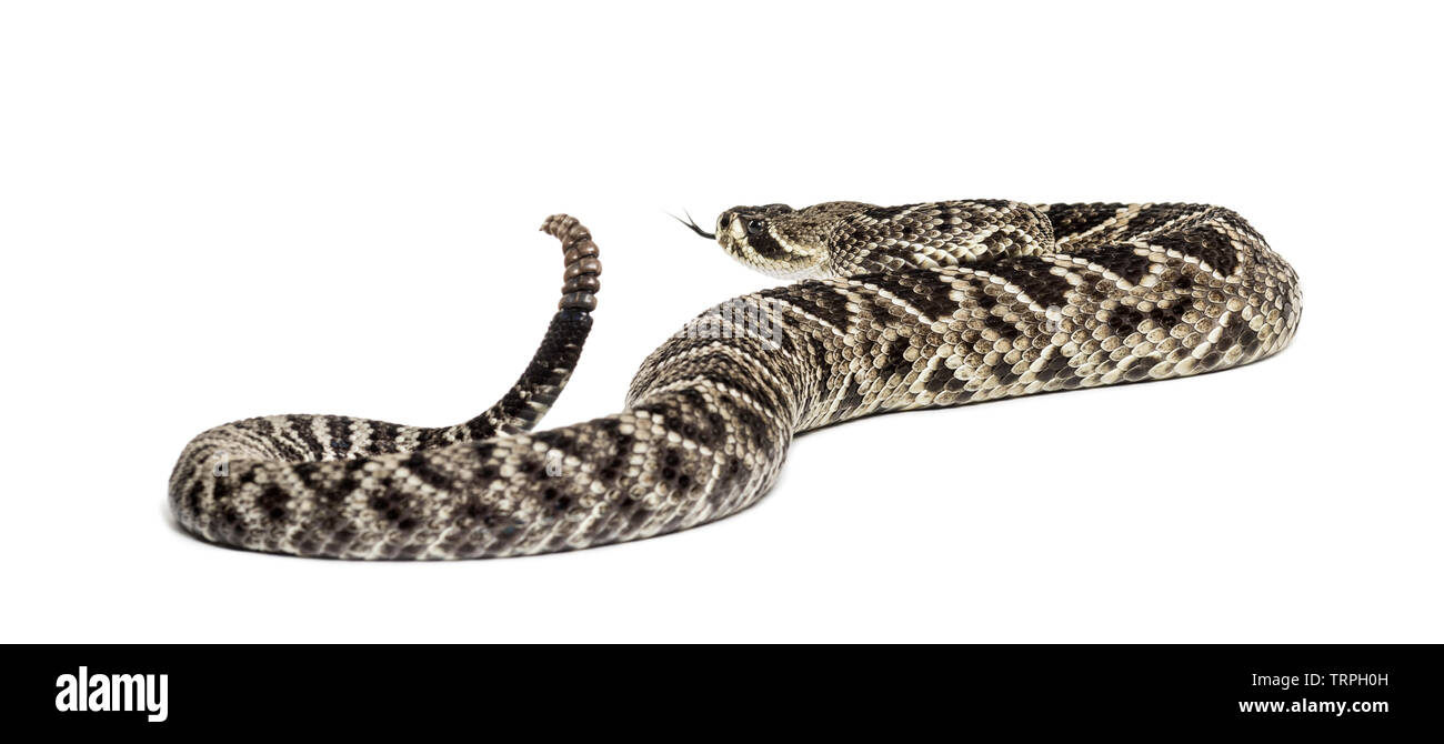 Crotalus atrox, western diamondback rattlesnake or Texas diamond-back ...