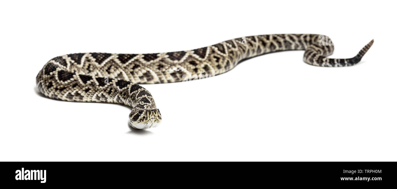 Crotalus atrox, western diamondback rattlesnake or Texas diamond-back ...