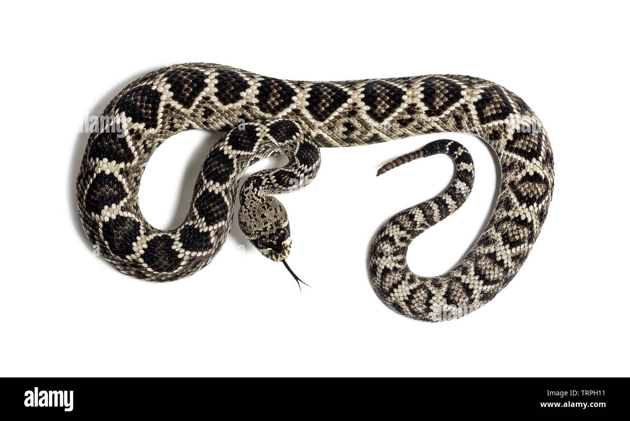 Crotalus atrox, western diamondback rattlesnake or Texas diamond-back ...