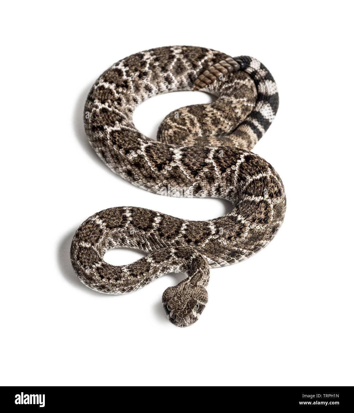 Crotalus atrox, western diamondback rattlesnake or Texas diamond-back ...