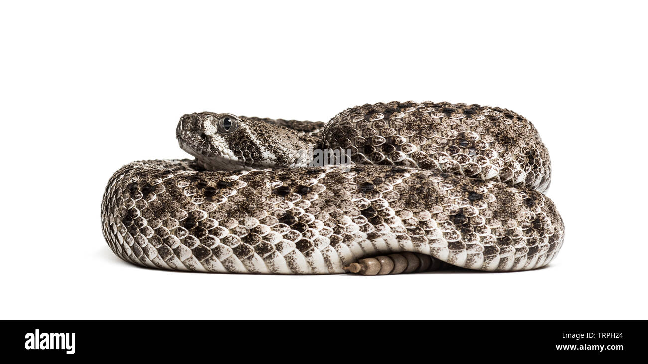 Crotalus atrox, western diamondback rattlesnake or Texas diamond-back ...