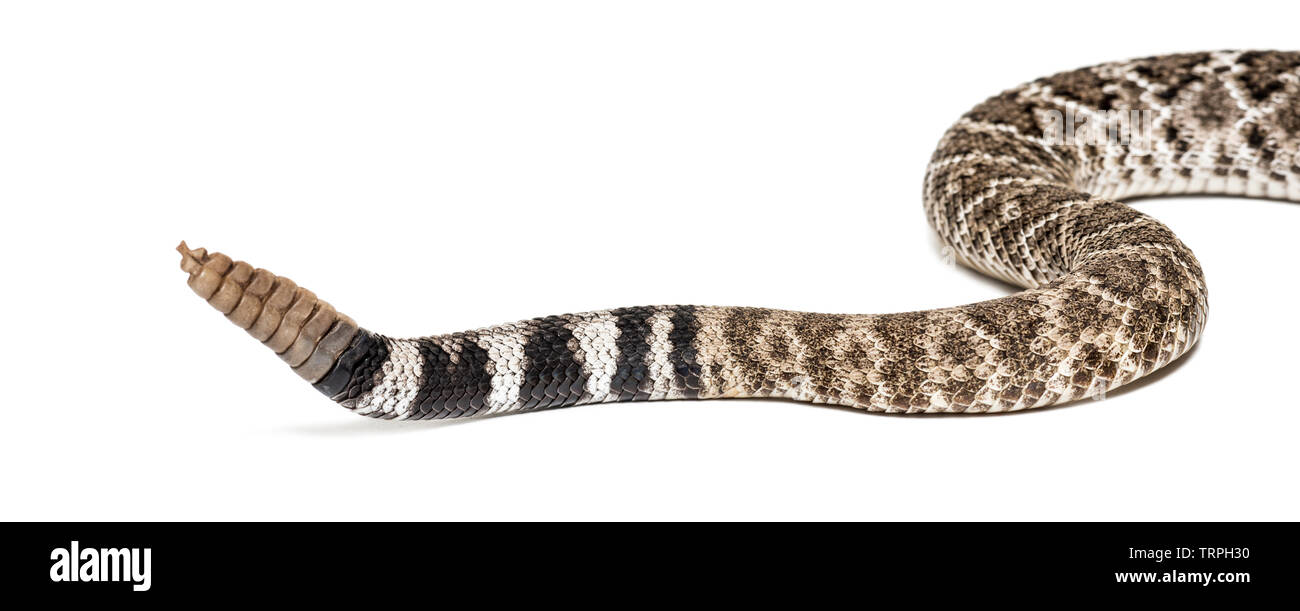 Crotalus atrox, western diamondback rattlesnake or Texas diamond-back ...