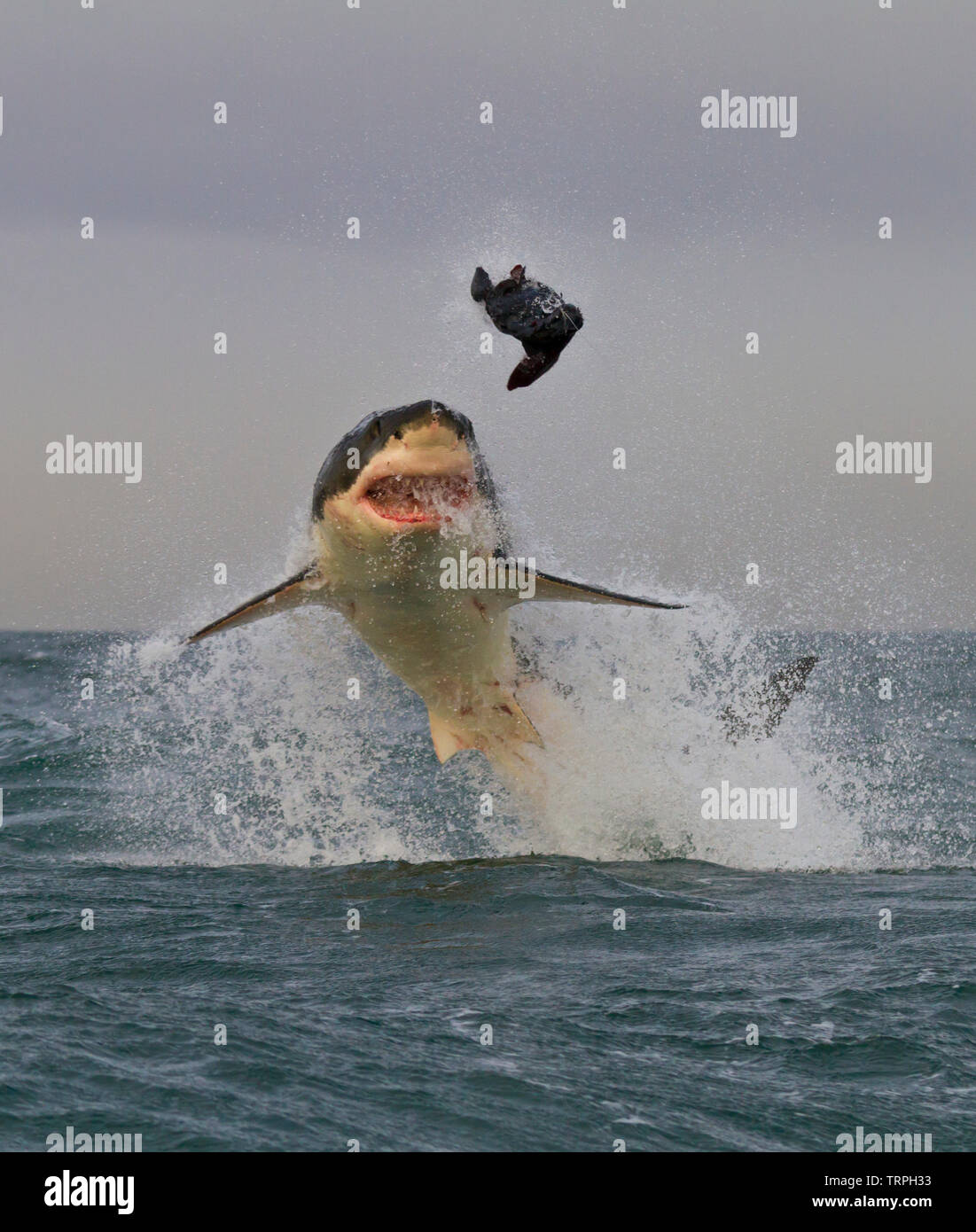 GREAT WHITE SHARK - GRAN TIBURON BLANCO(Carcharodon carcharias), Seal ...