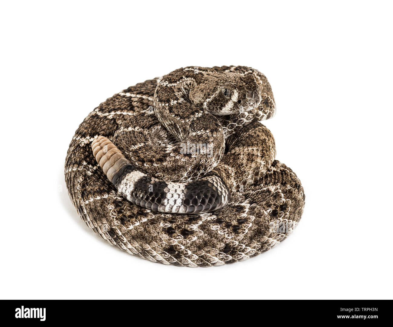 Crotalus atrox, western diamondback rattlesnake or Texas diamond-back ...
