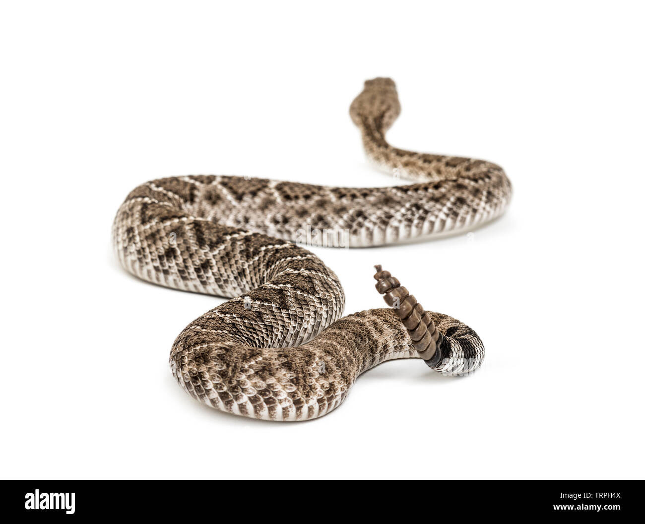 Crotalus atrox, western diamondback rattlesnake or Texas diamond-back ...