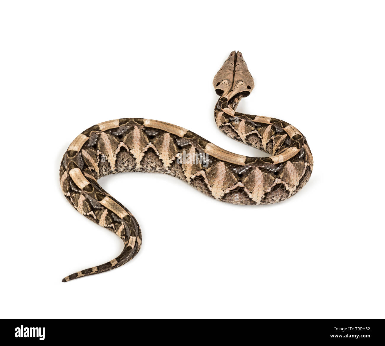 Gaboon Viper Snake Wallpaper