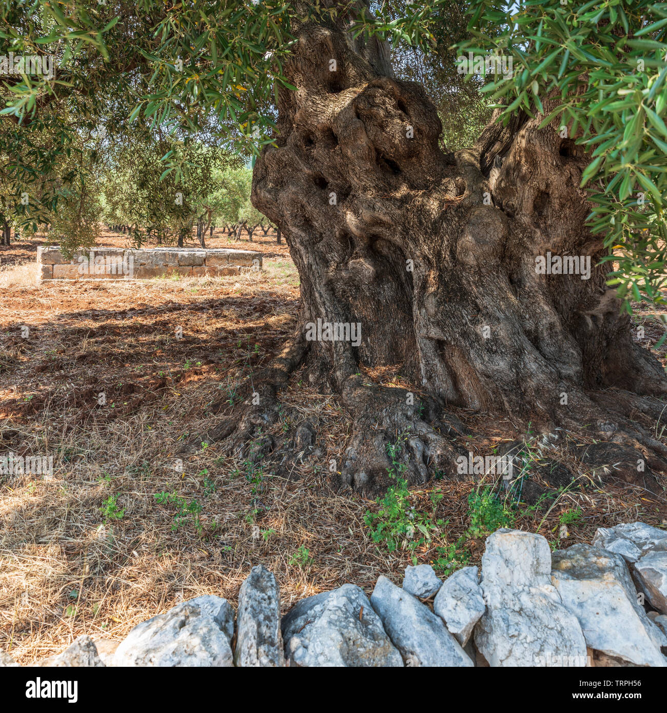 Centenary olive olea europaea hi-res stock photography and images - Alamy