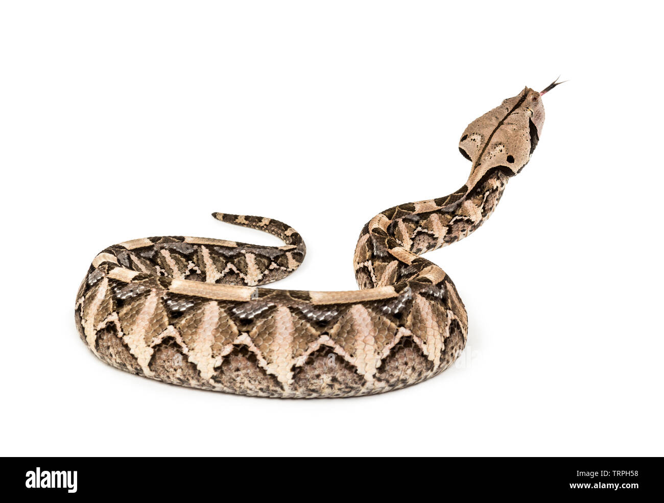 Bitis gabonica, Gaboon viper , Bitis gabonica, is a viper species ...