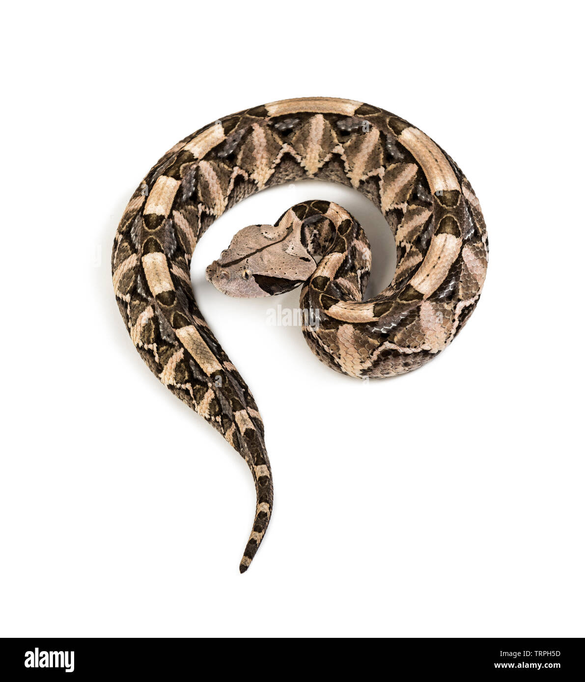 Bitis gabonica, Gaboon viper , Bitis gabonica, is a viper species ...