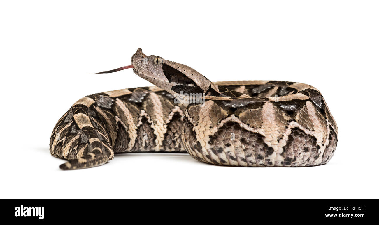 Bitis gabonica, Gaboon viper , Bitis gabonica, is a viper species ...