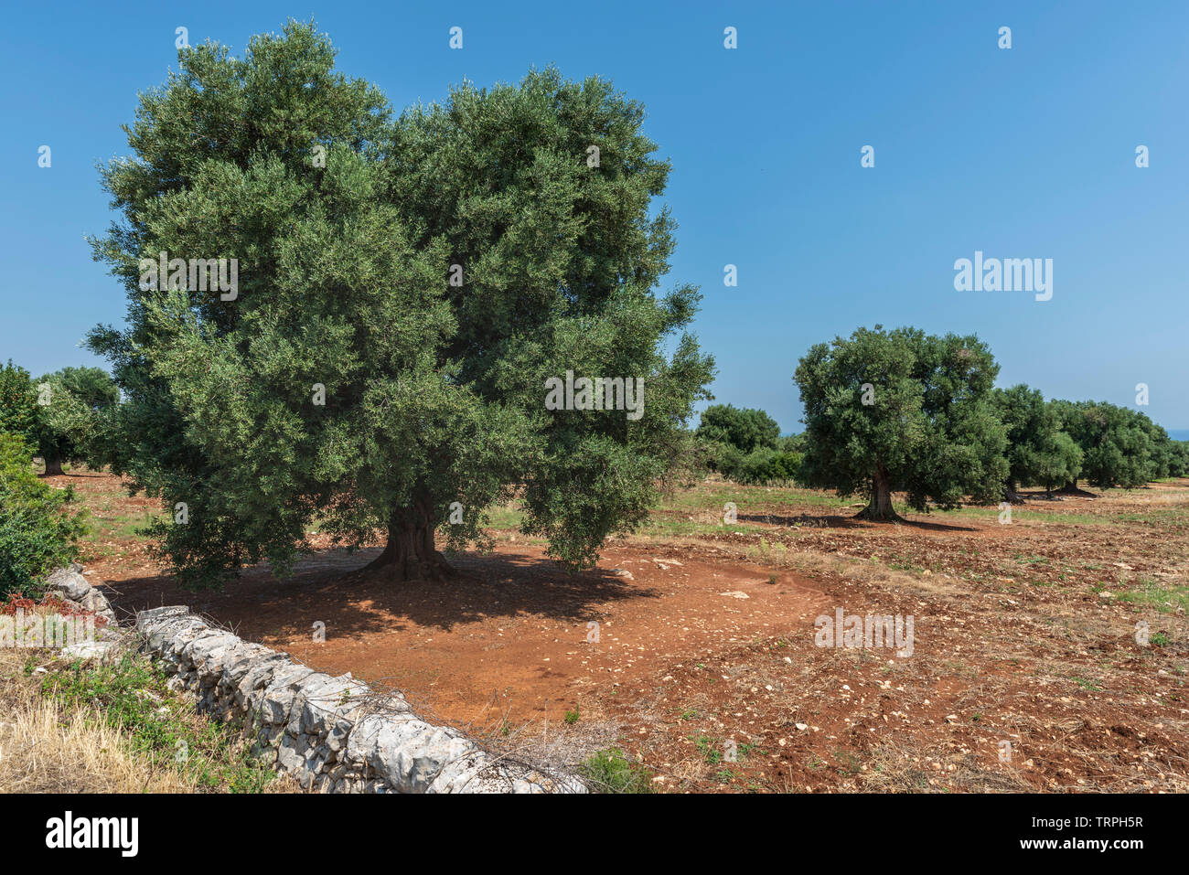 Secular field hi-res stock photography and images - Alamy