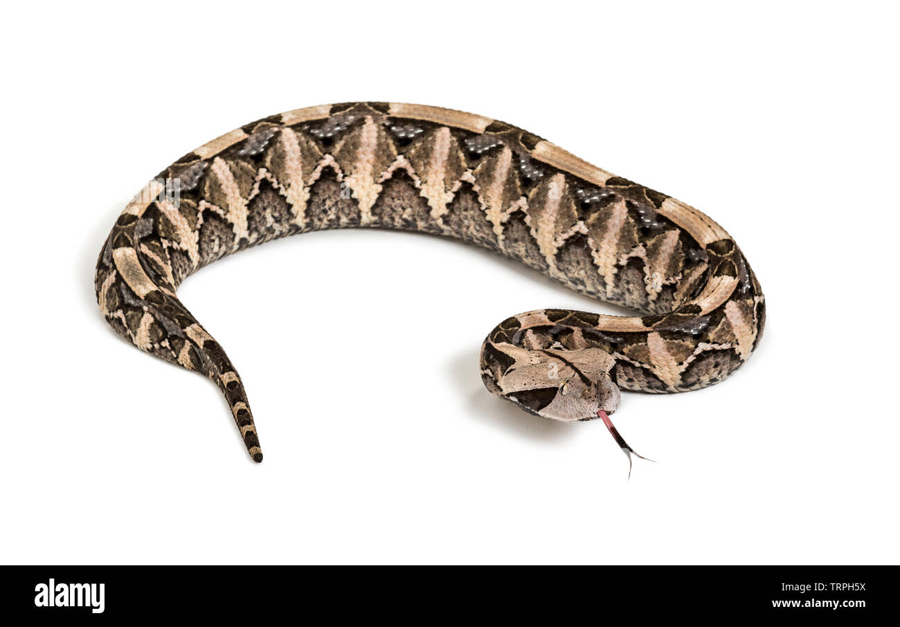 Bitis gabonica, Gaboon viper , Bitis gabonica, is a viper species ...