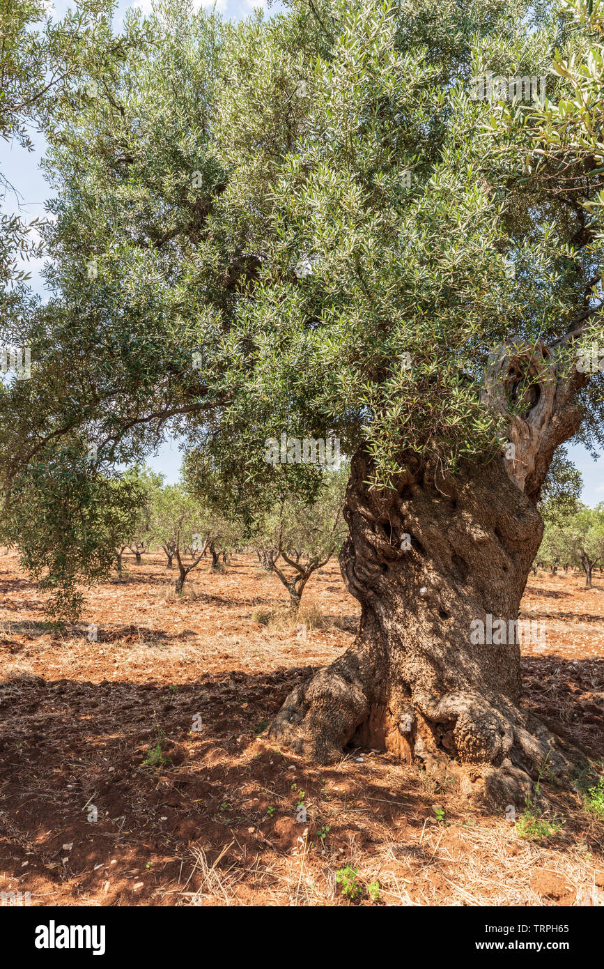 Vigorous and secular olive trees Stock Photo - Alamy