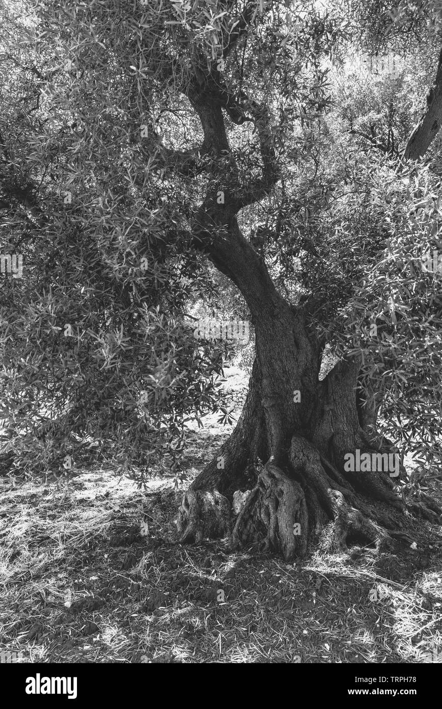 Branch olive tree green Black and White Stock Photos & Images - Alamy