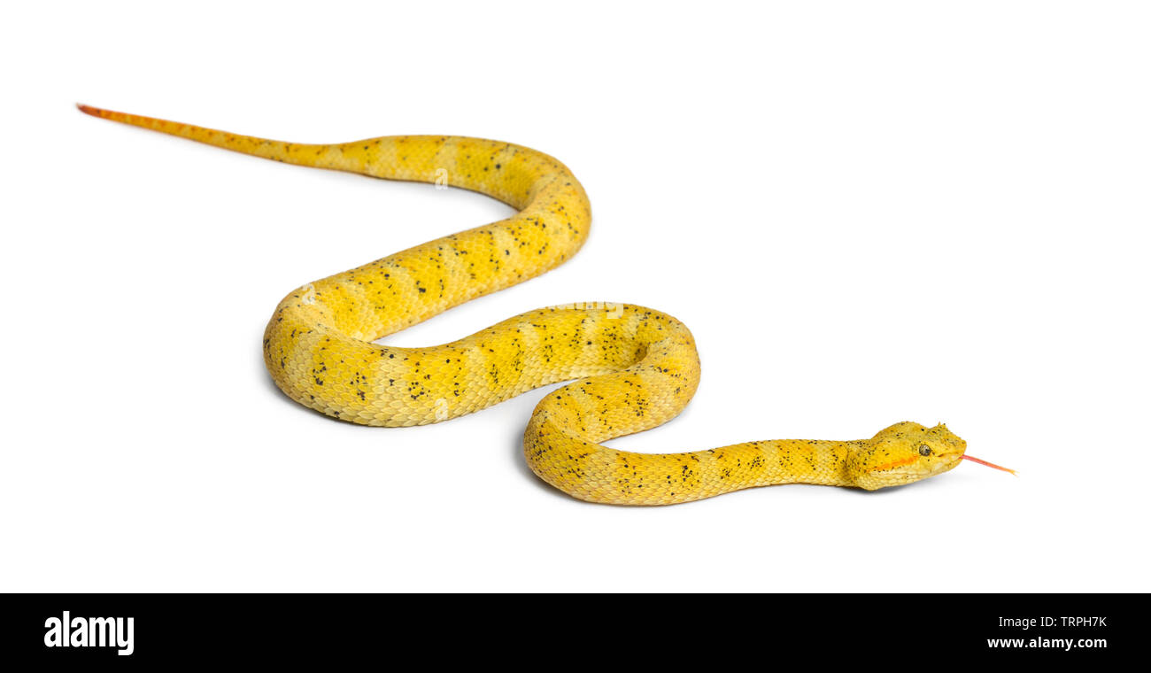 Bothriechis schlegelii, Bothriechis schlegelii, the eyelash viper, is a ...
