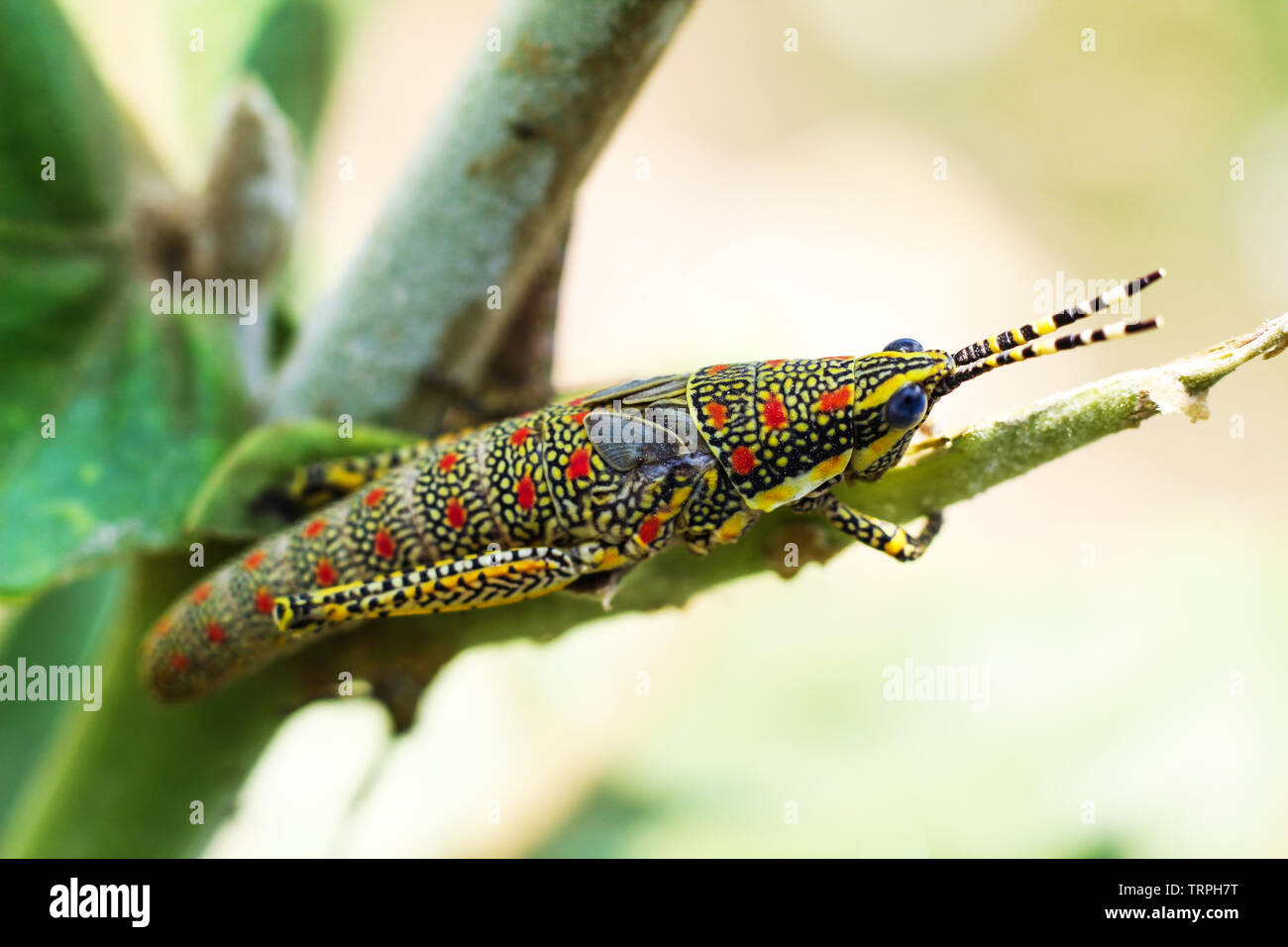 Long horned bee closeup hi-res stock photography and images - Alamy