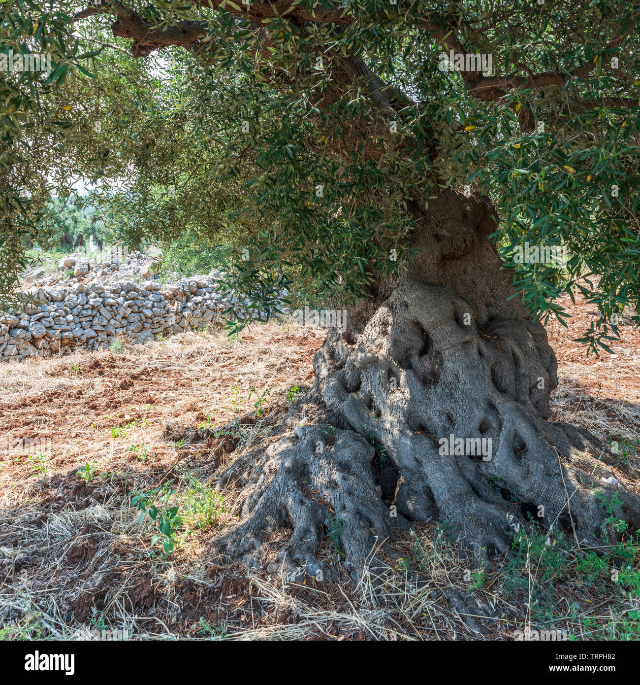 Secular field hi-res stock photography and images - Alamy