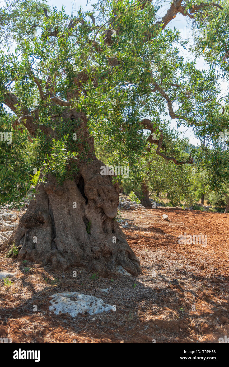 Vigorous and secular olive trees Stock Photo - Alamy