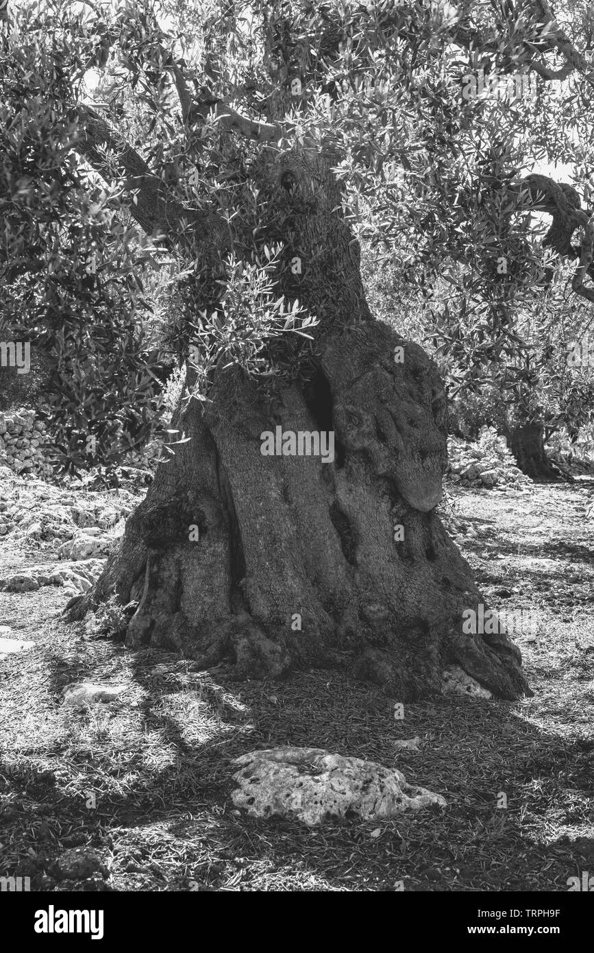 Olive trees field Black and White Stock Photos & Images - Alamy