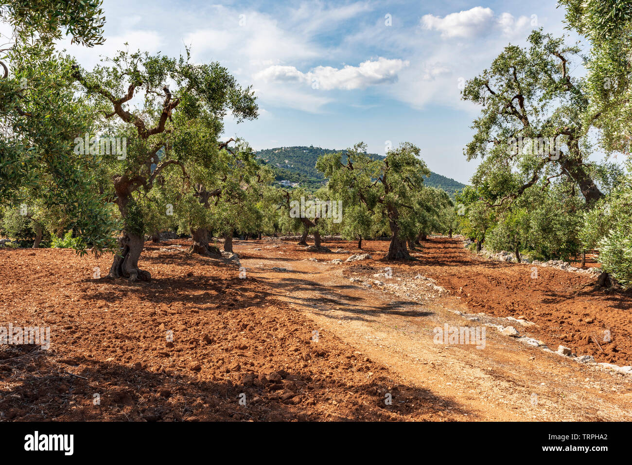 Vigorous and secular olive trees Stock Photo - Alamy
