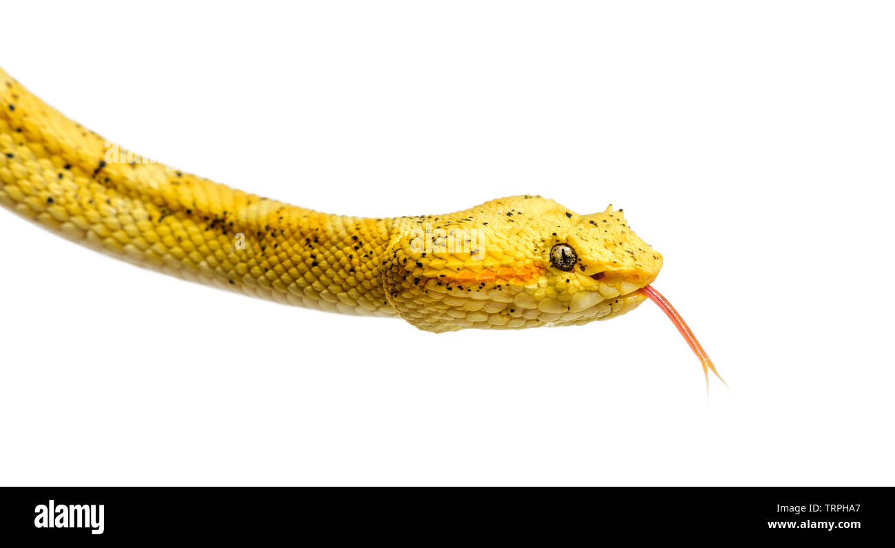 Bothriechis schlegelii, Bothriechis schlegelii, the eyelash viper, is a ...