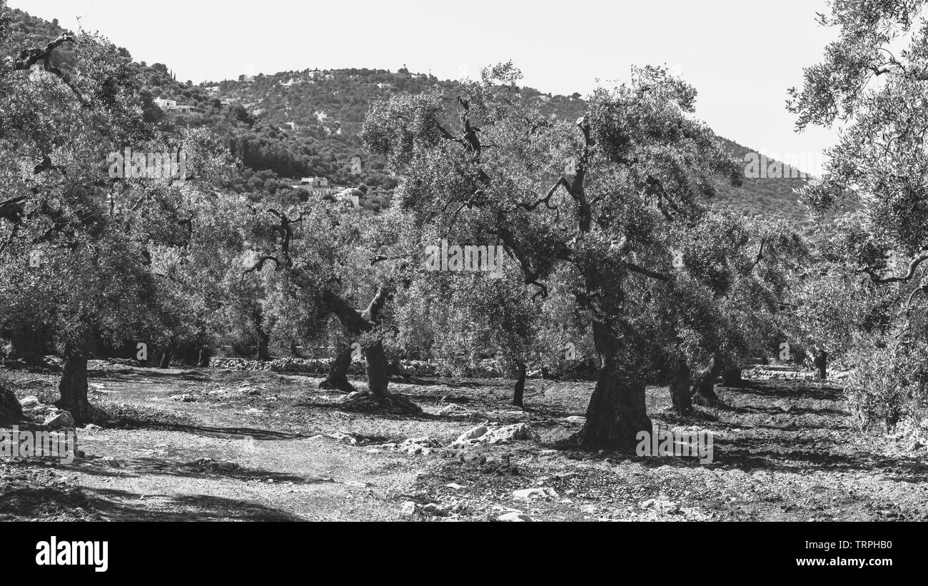Olive tree green rural Black and White Stock Photos & Images - Alamy