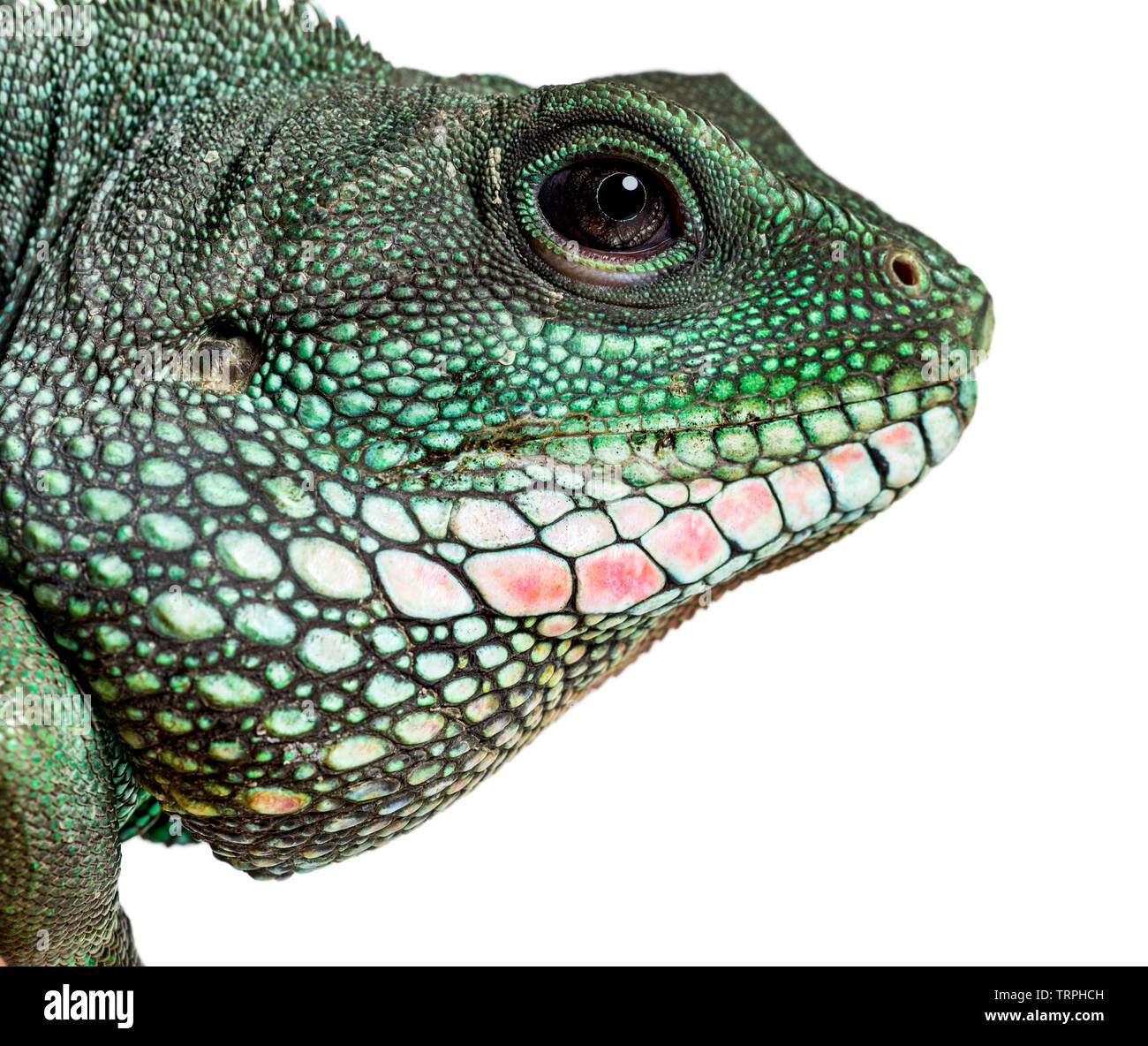 Chinese water dragon , Physignathus cocincinus, is a species of agamid ...