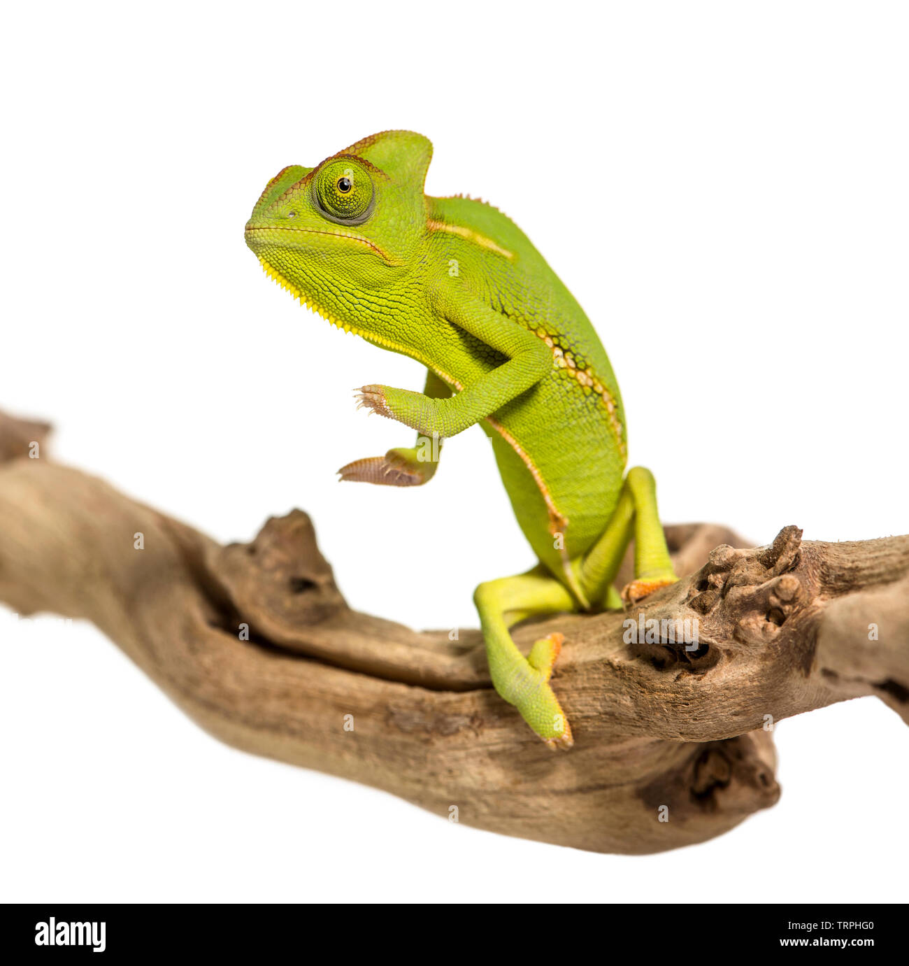 Chameleon, Chamaeleo chameleon, on branch in front of white background ...