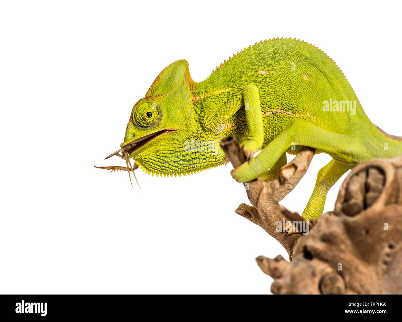 Chameleon, Chamaeleo chameleon, feeding on insect in front of white ...