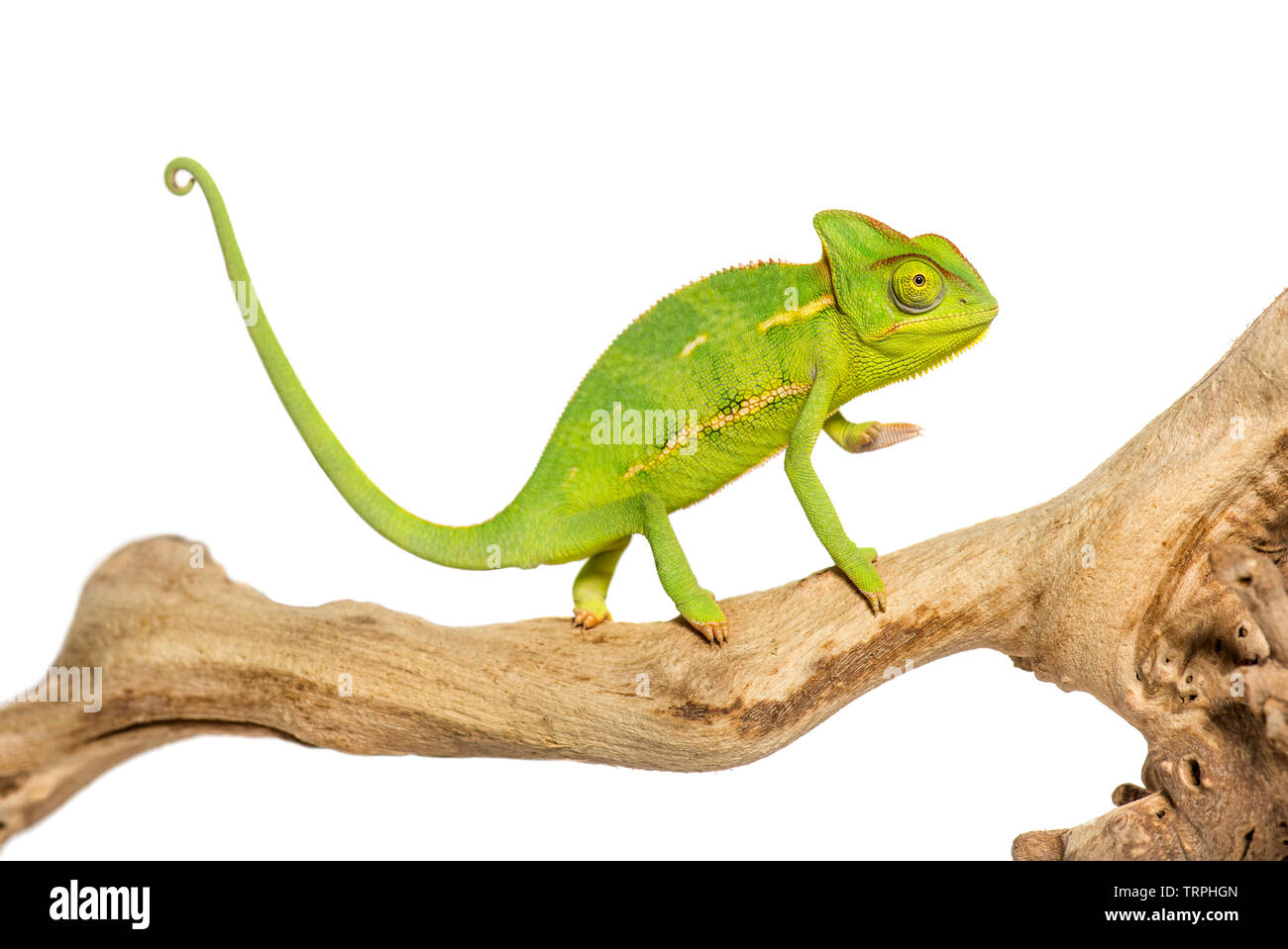 Chameleon, Chamaeleo chameleon, on branch in front of white background ...
