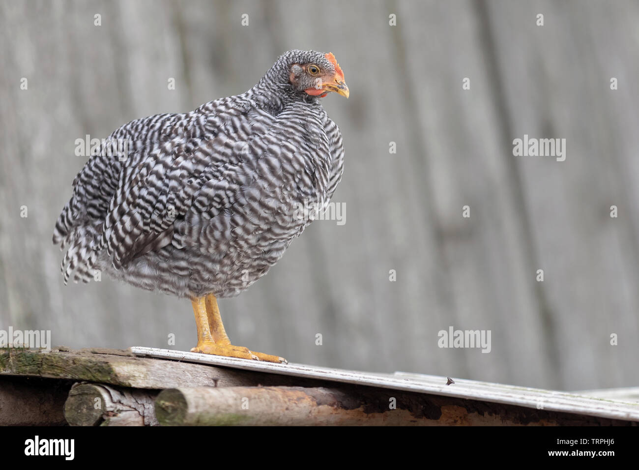 Speckled hen hi-res stock photography and images - Alamy