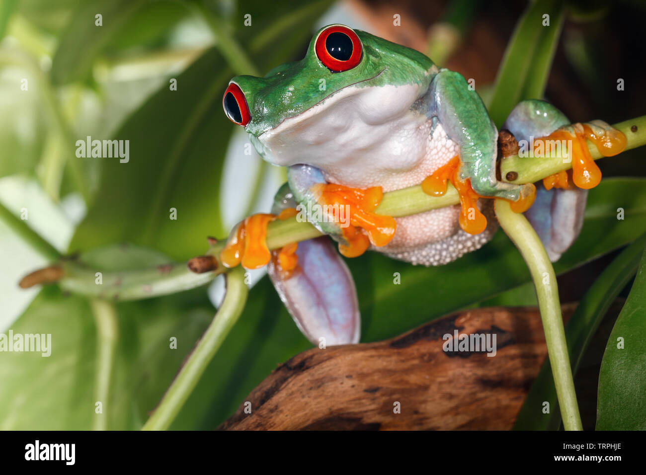 African Big Eyed Tree Frog