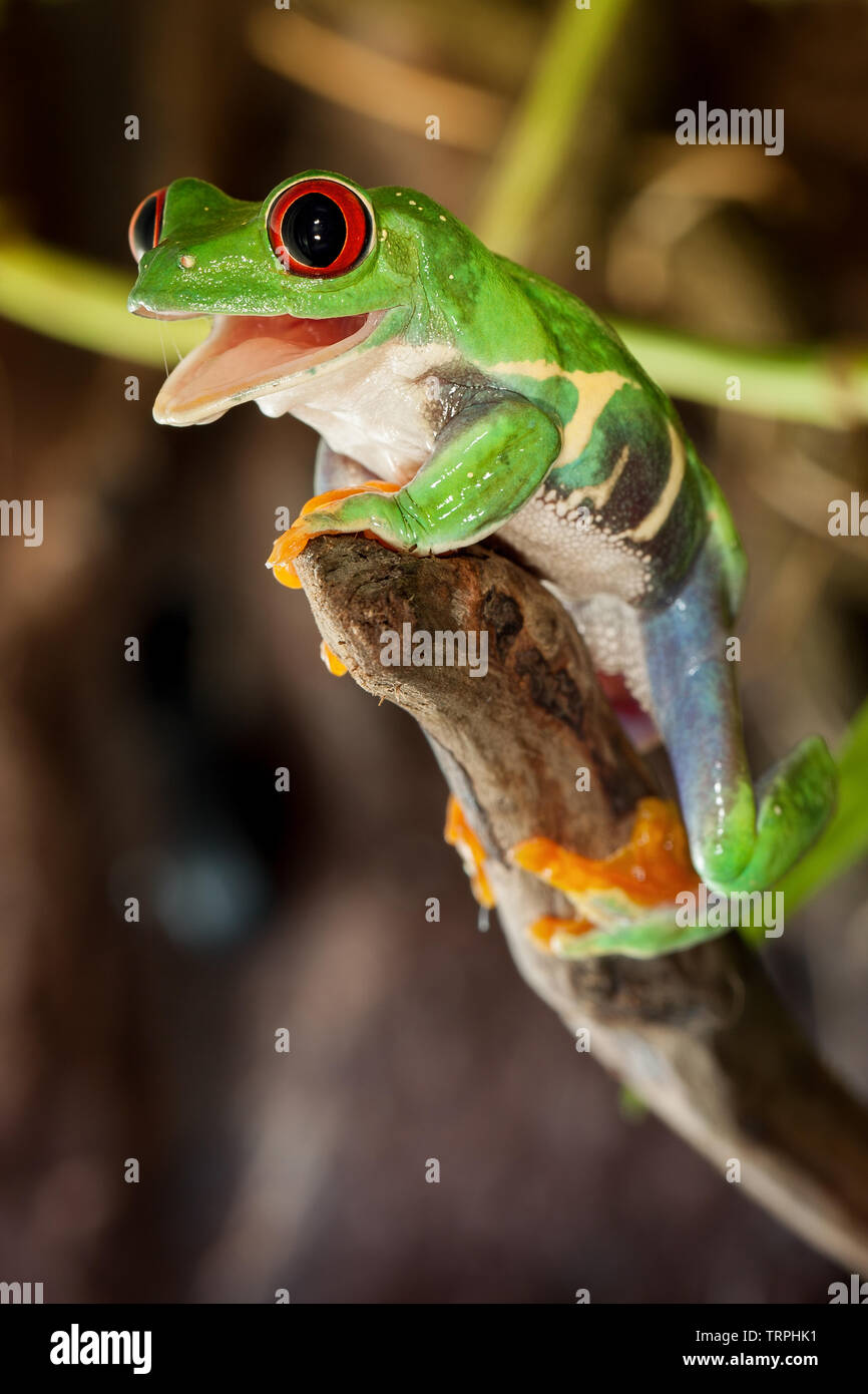 Red-eyed frog on the branch Stock Photo - Alamy