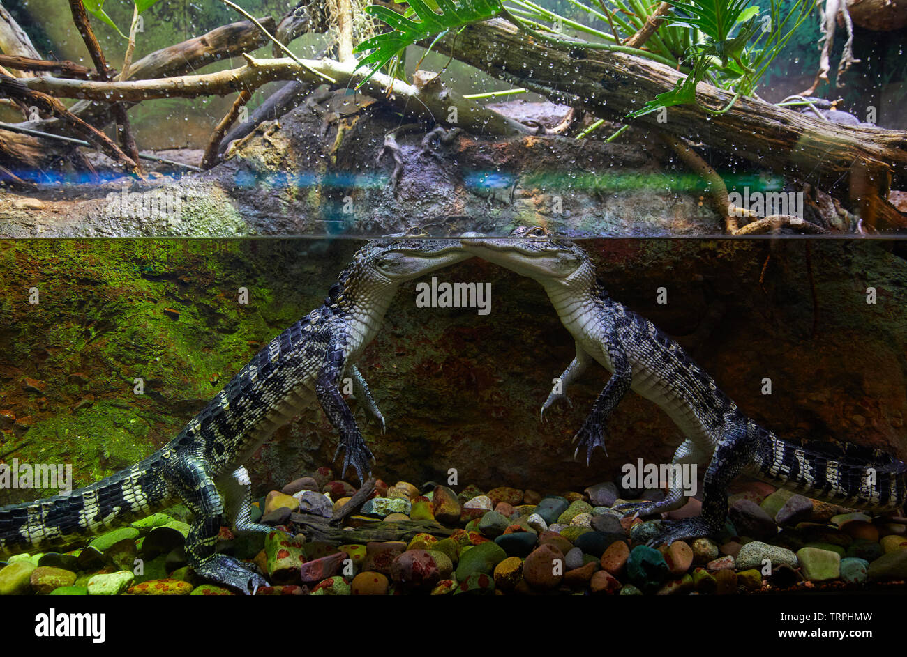 Little Alligators at Shedd Aquarium, Chicago, United States Stock Photo ...