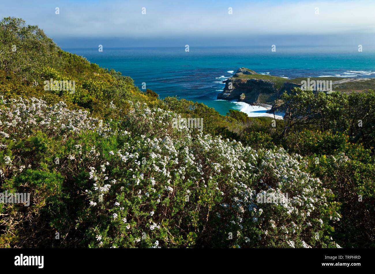 Cape Point, False Bay, South Africa, Africa Stock Photo - Alamy