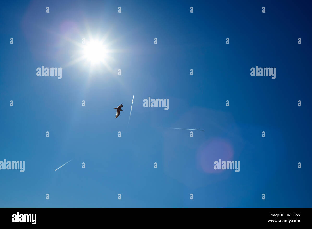 Bird flying past sun hi-res stock photography and images - Alamy