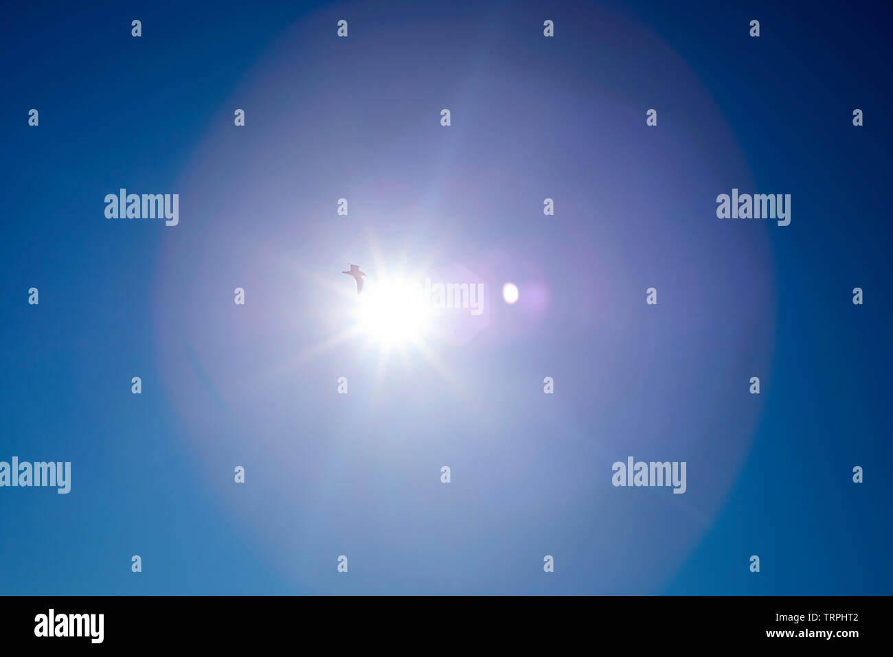 Bird flying past sun hi-res stock photography and images - Alamy