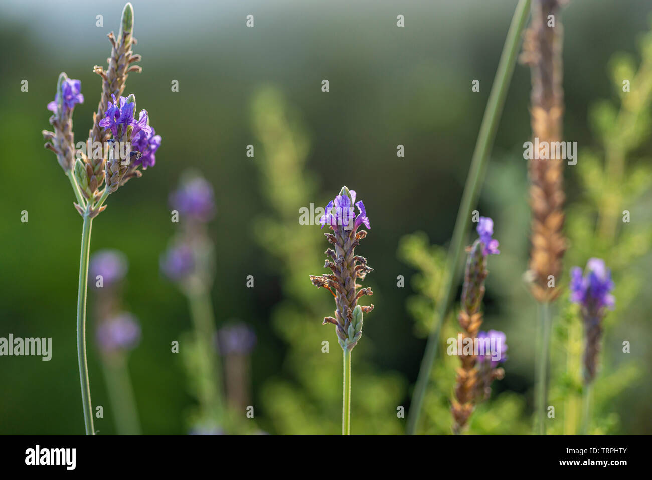Lavender flowers on a field Stock Photo - Alamy
