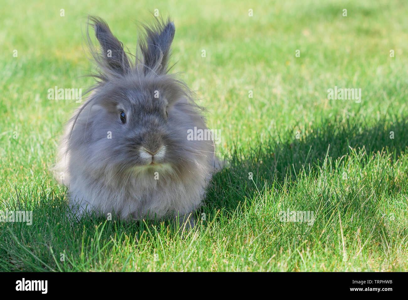 Funny hair rabbit long hi-res stock photography and images - Alamy