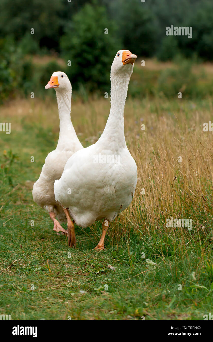 A pair of white geese Stock Photo - Alamy