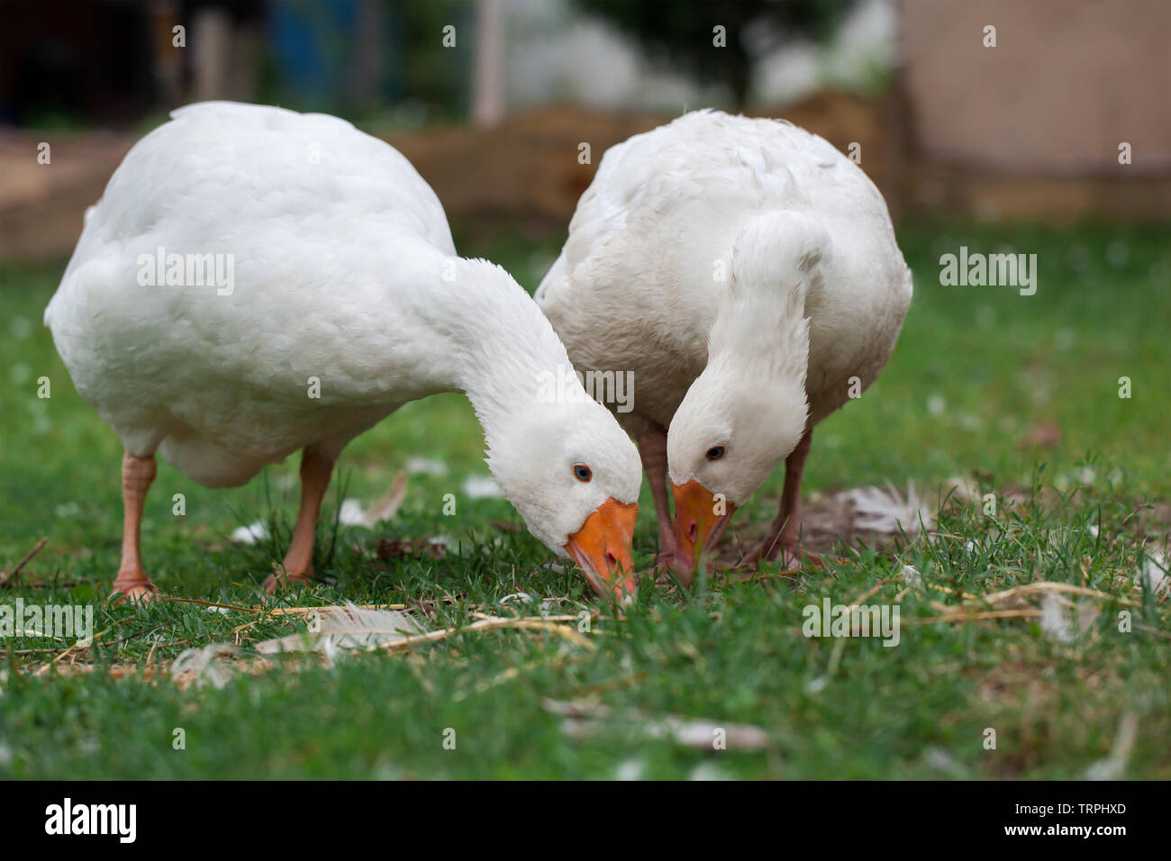 Pair domestic hi-res stock photography and images - Alamy
