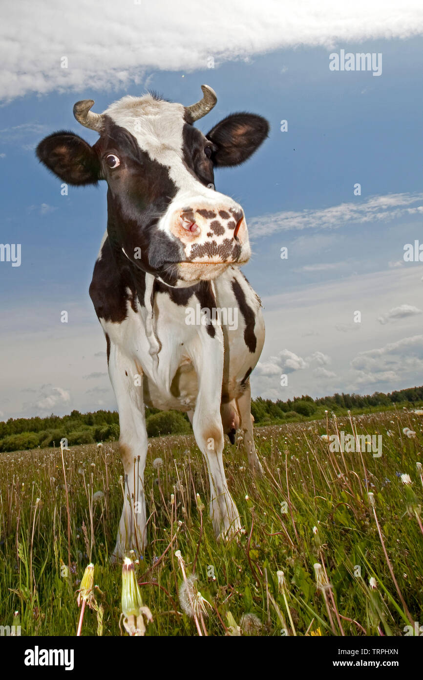 Funny cow face hi-res stock photography and images - Alamy