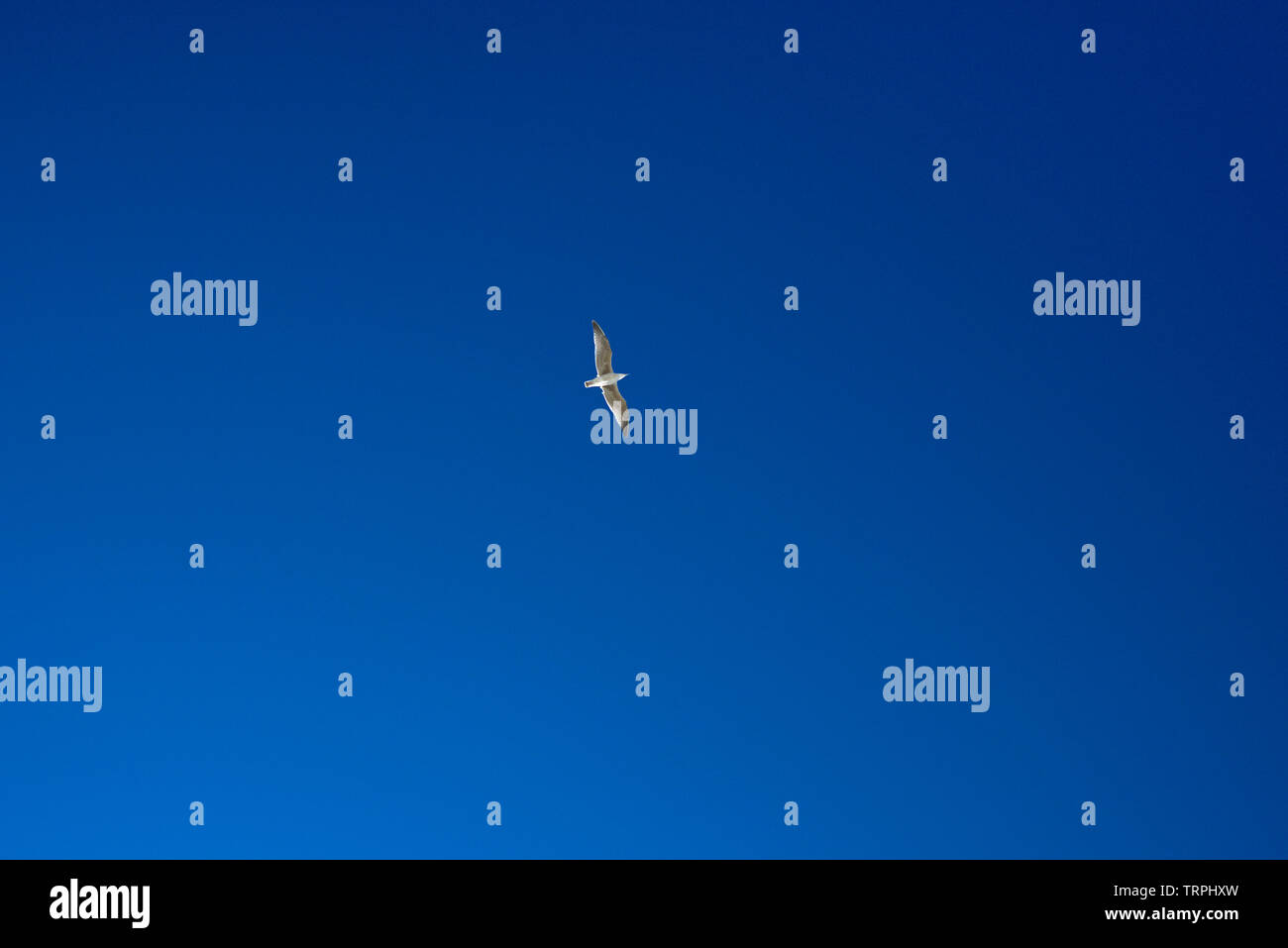 Bird flying past sun hi-res stock photography and images - Alamy